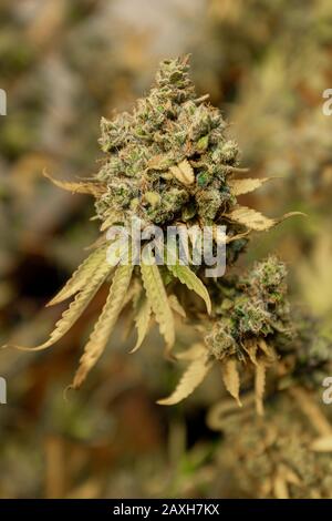 High res close-up of Cannabis sativa buds on marijuana plants Stock ...