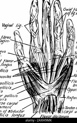 A manual of anatomy . l head arises from the dorsolateral portion of ...