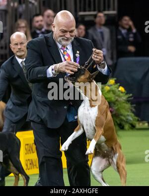 Boxer "Wilma", Best in Show finalist at the 144th Westminster Kennel ...