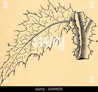 Chlora perfoliata Chlora perfoliata Stock Photo - Alamy