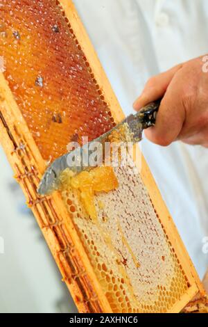 Beekeeper uncapping honey cells on the frames with a uncapping comb ...