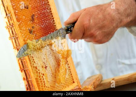 Beekeeper uncapping honey cells on the hive frames with a uncapping ...