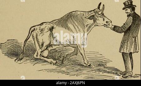 . POSITIONS ASSUMED BY CATTLE IN DISEASE Stock Photo - Alamy
