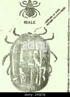 Tick waving for a host Stock Photo - Alamy