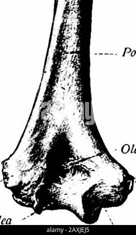 A manual of anatomy . -- Posterior surface Internal border A ntero ...