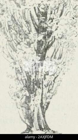 Populus tremula fruit Stock Photo - Alamy