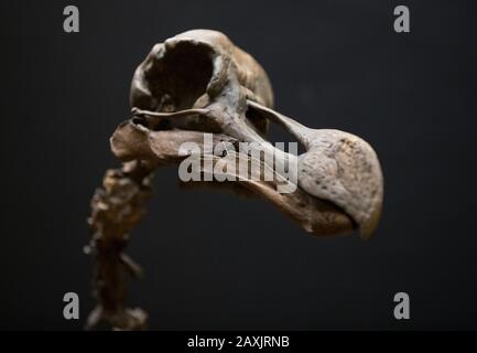A rare Dodo skeleton - one of only 12 in existence - on display at the ...