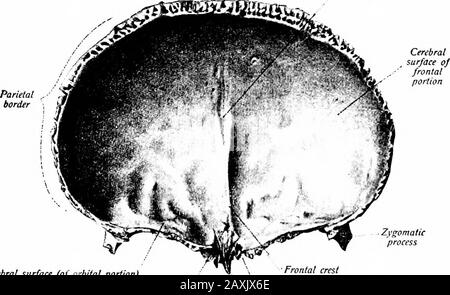 Frontal Bone Trochlear Fovea
