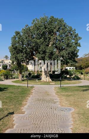 The Sycamore. Called The Tree of Zacchaeus. Jericho. Palestinian ...