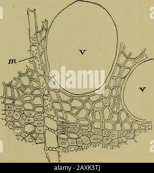 Cork Oak stem, section showing epidermis, cambium, cork, pith, phloem ...