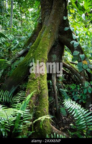 Tree roots, Ngezi Forest Reserve, Pemba Island, Zanzibar Archipelago ...