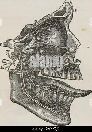 . Comparative anatomy. Anatomy, Comparative. THE SENSE ORGANS 601 also ...