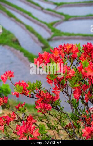 Terrace rice field, red flowers and mountain view. Sapa, Vietnam Stock ...