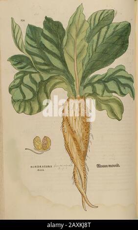 Watercolor illustration of mandragora plant watercolor illustration ...