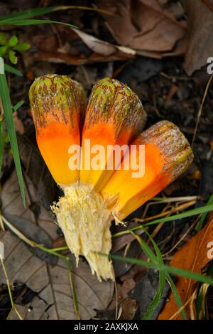 Common Screwpine tree and fruits Stock Photo - Alamy
