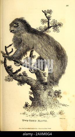 Two-toed sloths, 19th century illustration Stock Photo - Alamy