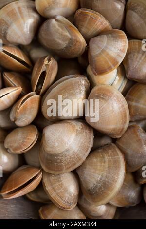 Rayed Trough shells, Spisula solida, that were gathered by a forager by ...