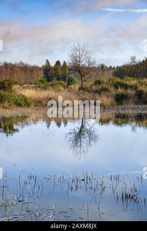 Woorgreens Lake and marsh near Cinderford in the Forest of Dean ...