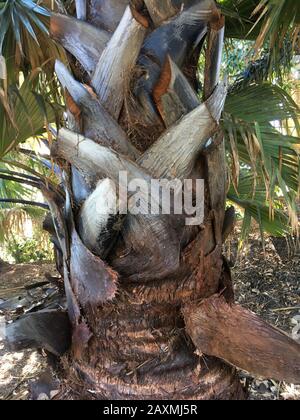 borassus palm (Borassus aethiopum Stock Photo - Alamy
