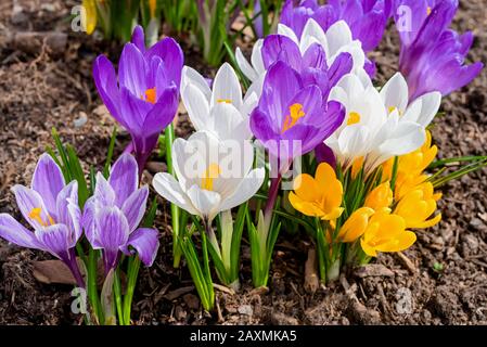 Mixed hybrid crocus flowering in the early spring garden Stock Photo ...