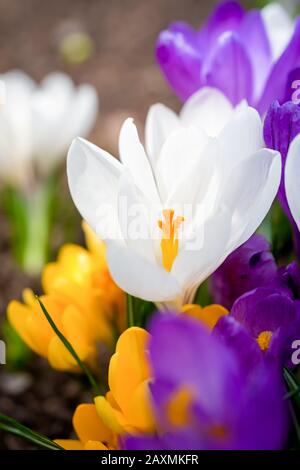 Mixed hybrid crocus flowering in the early spring garden Stock Photo ...