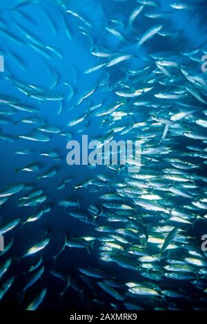 A school of mackrel swims amongst giant kelp (Macrocystis) near San ...