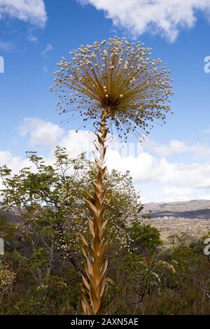 Paepalanthus speciosus (Eriocaulaceae Stock Photo - Alamy