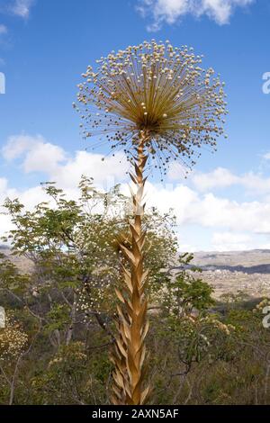 Paepalanthus speciosus (Eriocaulaceae Stock Photo - Alamy