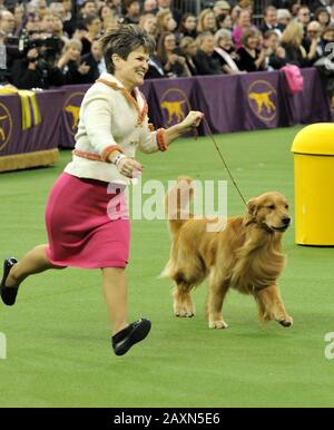 Golden retriever "Daniel", Best in Show finalist at the 144th ...