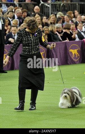 Havanese "Bono", Best in Show finalist at the 144th Westminster Kennel ...