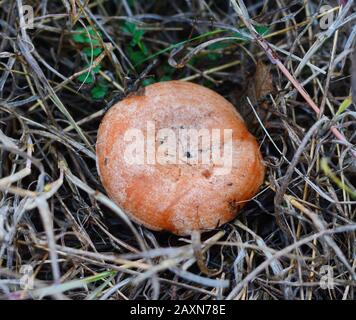 Saffron milk cap aka red pine mushroom (Lactarius deliciosus) growing ...