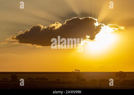 sunset over sugar cane plantation Stock Photo - Alamy
