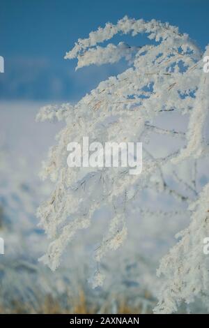 Closeup of snow covered dry grass in winter. Frozen dead wild plants ...