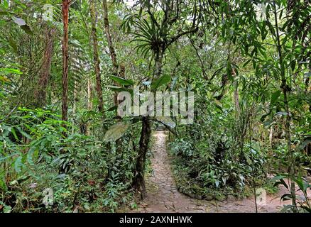 Botanical garden in the Urubamba valley with tropical vegetation and ...