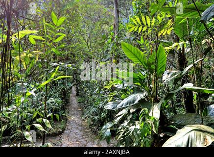 Botanical garden in the Urubamba valley with tropical vegetation and ...