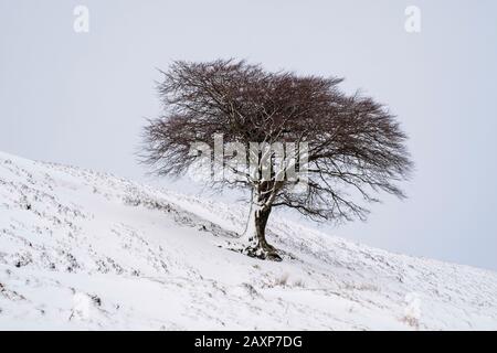 A windswept tree on snow covered limestone pavement in early morning ...