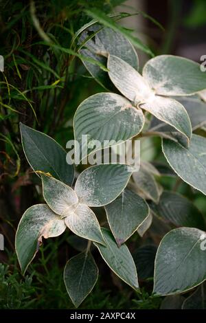 Strobilanthes gossypinus,evergreen leaves,silver grey fur,furry,silver ...