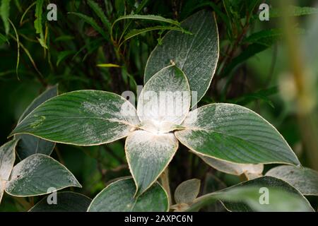 Strobilanthes gossypinus,evergreen leaves,silver grey fur,furry,silver ...