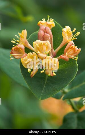 Orange Honeysuckle (Lonicera ciliosa) wildflower in Nez Perce ...