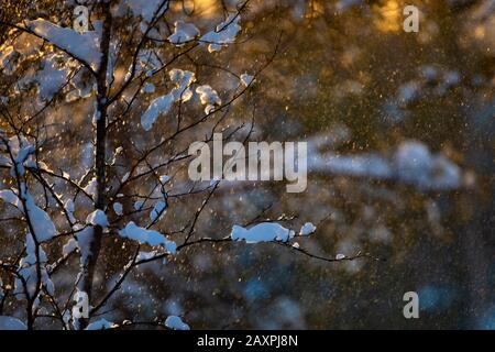 Finland, Lapland, winter, trickling snow, back light, golden Stock ...
