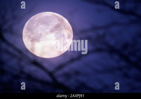Full moon through tree branches with the lens flare pointing upwards ...