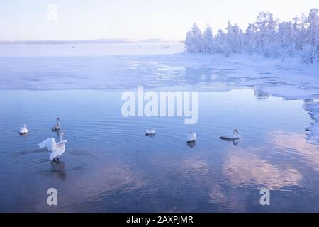 Swans at the Jerisjärvi Stock Photo - Alamy