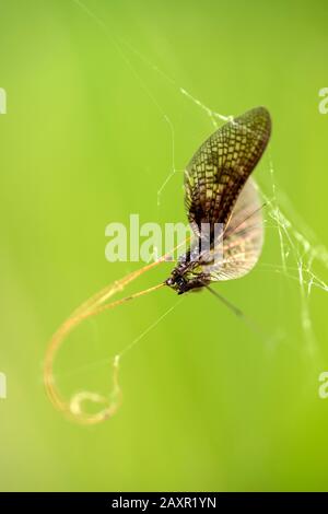 a spider has caught a flying insect in its web and sucks it Stock Photo ...