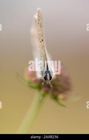 gossamer-winged butterfly (Lycaenidae) sitting on a flower Stock Photo ...