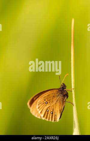The butterfly is also called a chimney sweep Stock Photo - Alamy