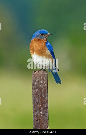 eastern bluebird in spring Stock Photo - Alamy