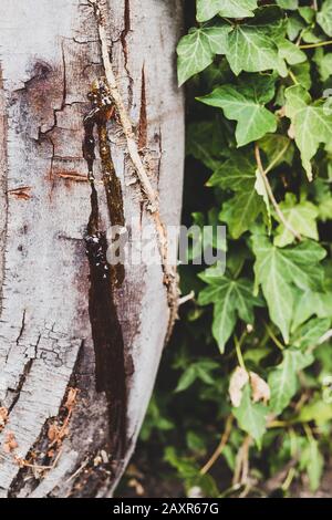 Wattle tree trunk with bark detail Stock Photo - Alamy
