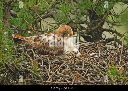 red-tailed hawk nesting with baby chicks Stock Photo - Alamy