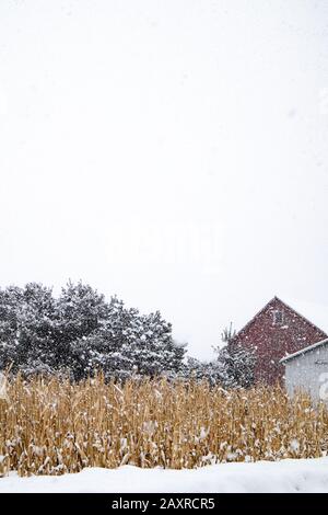 Wisconsin cornfield and barn covered with snow after a December storm ...