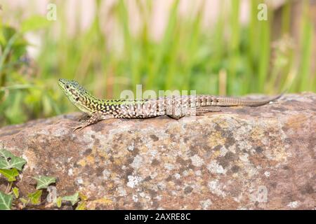 Lizard (Lacertidae), on a drywall Stock Photo - Alamy